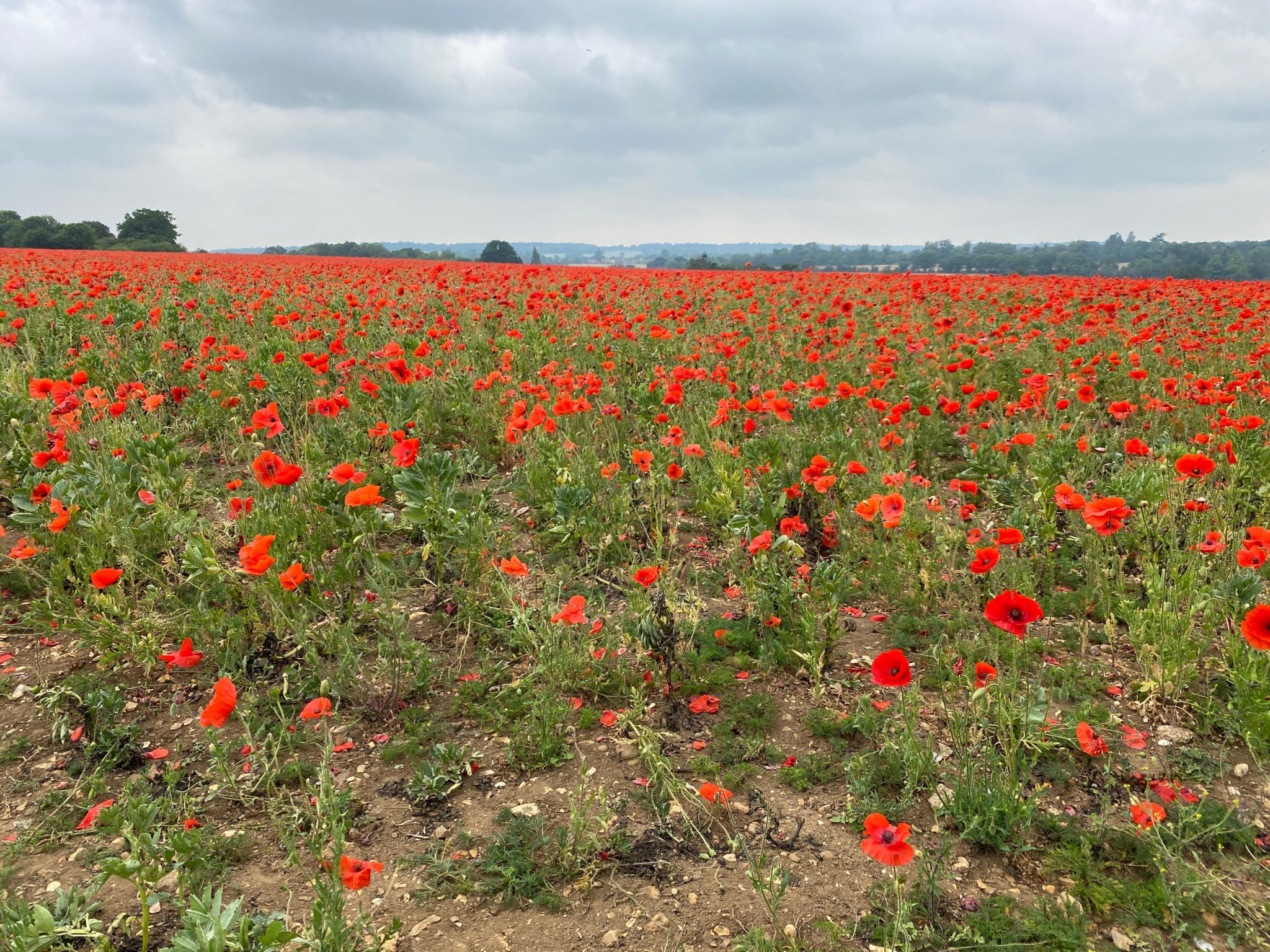 A trip to the poppy fields near Welwyn, Hertfordshire - the-gingerbread ...