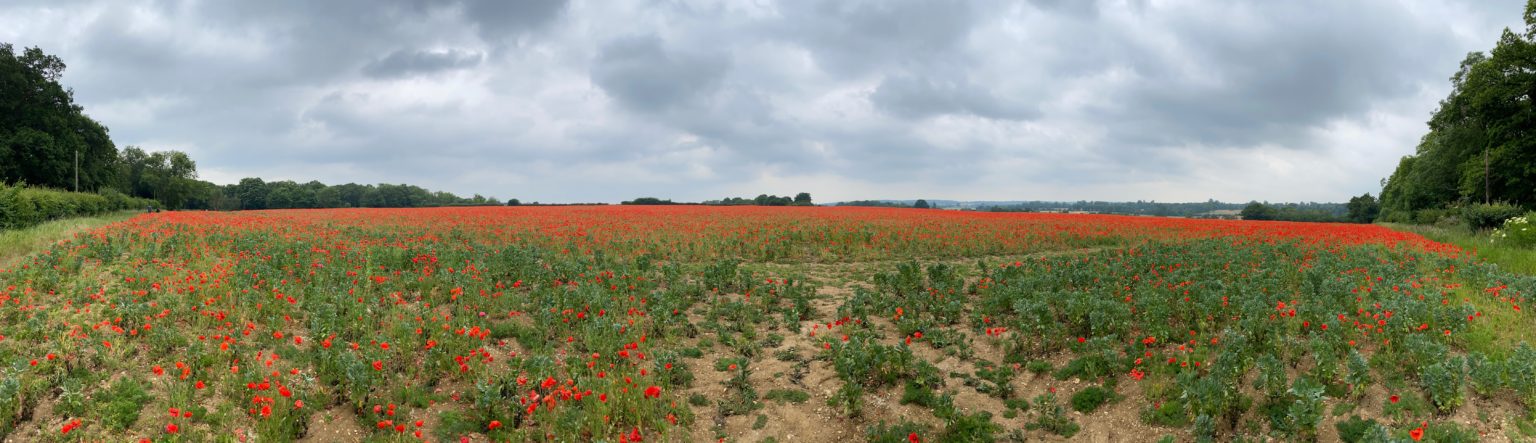 A trip to the poppy fields near Welwyn, Hertfordshire - the-gingerbread ...