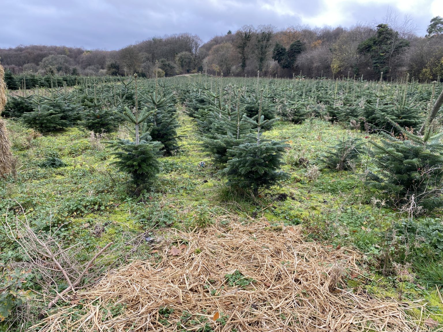 A visit to the Christmas Tree Farm Chesham - the-gingerbread-house.co.uk