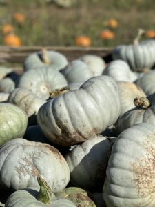 Free pumpkin investigation activity pack - the-gingerbread-house.co.uk